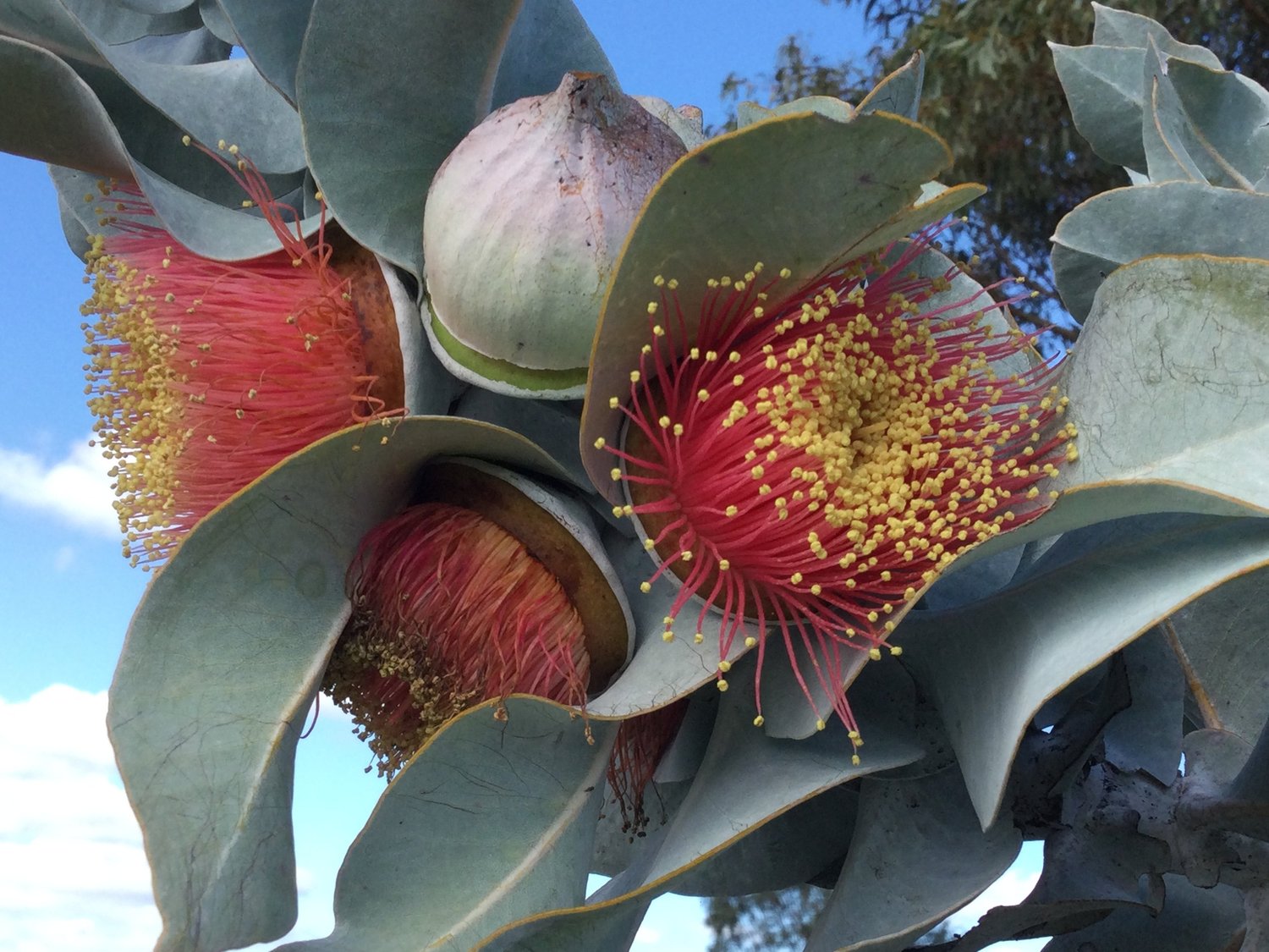 Why the Noongar — Learning on Country