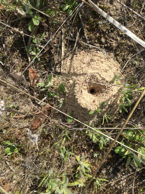 Why the Noongar — Learning on Country