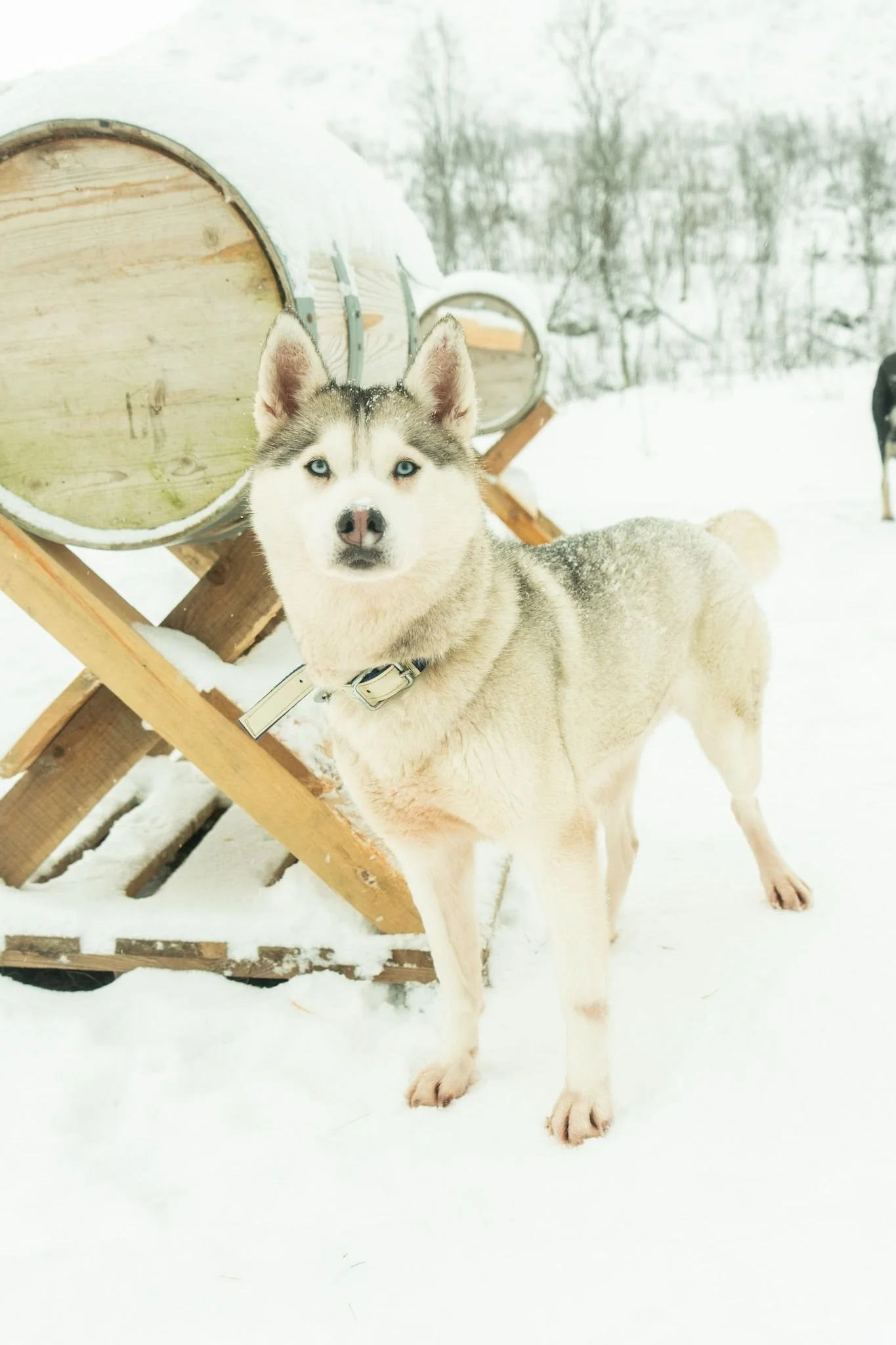 Tromsø Aurora Husky