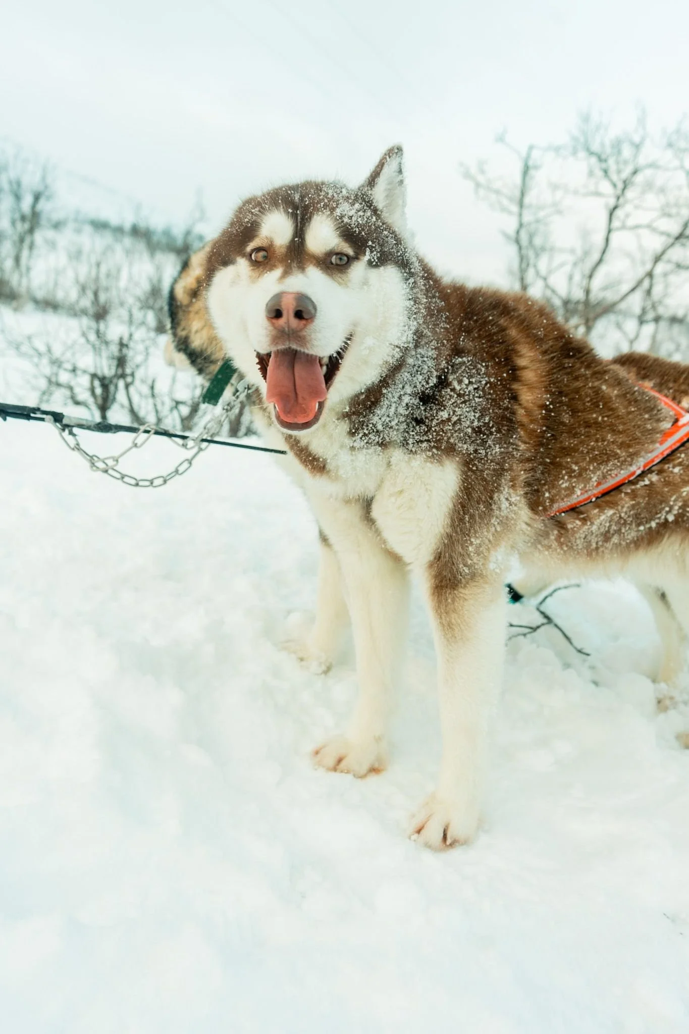 Tromsø Aurora Husky