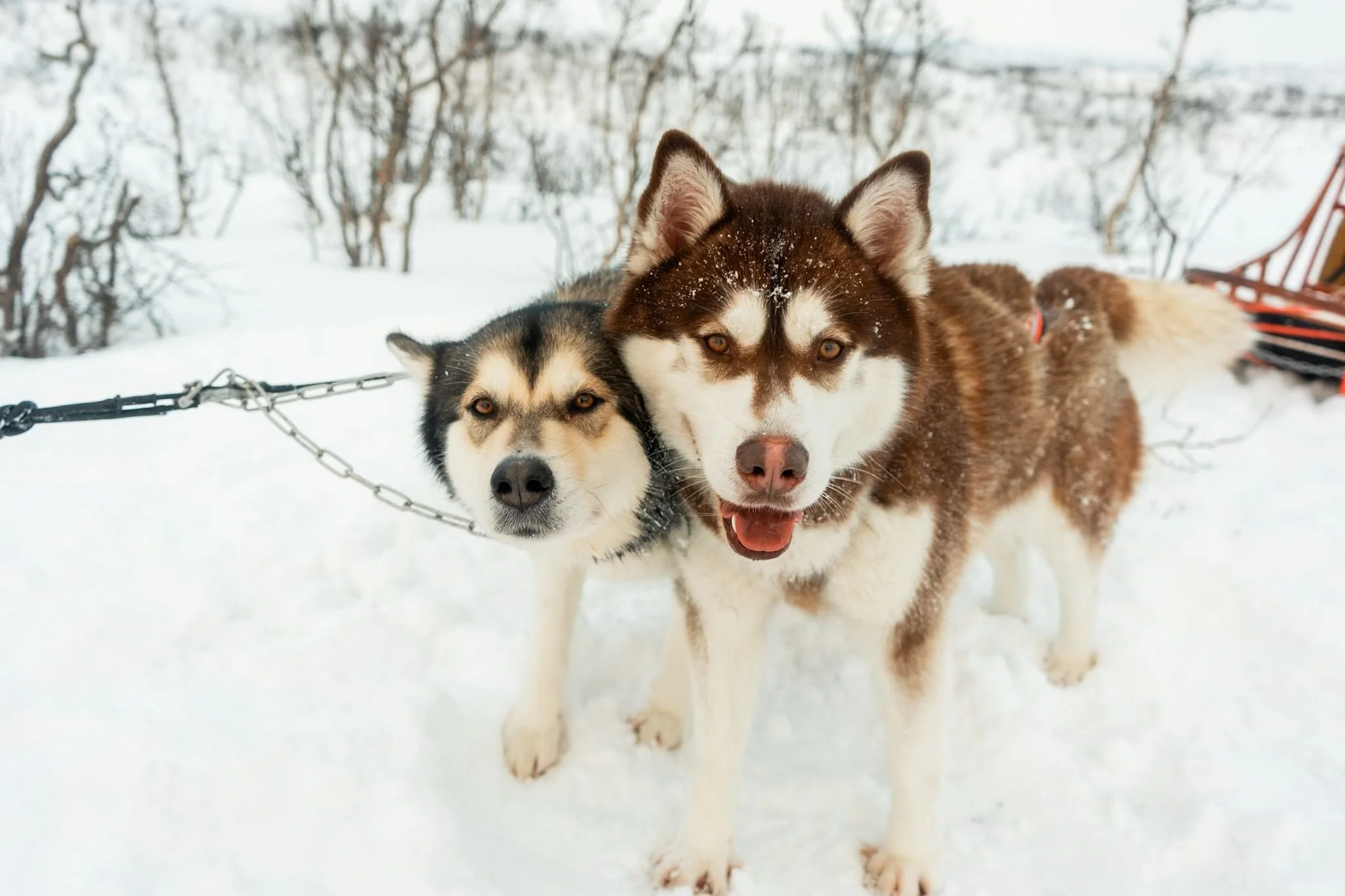 Tromsø Aurora Husky