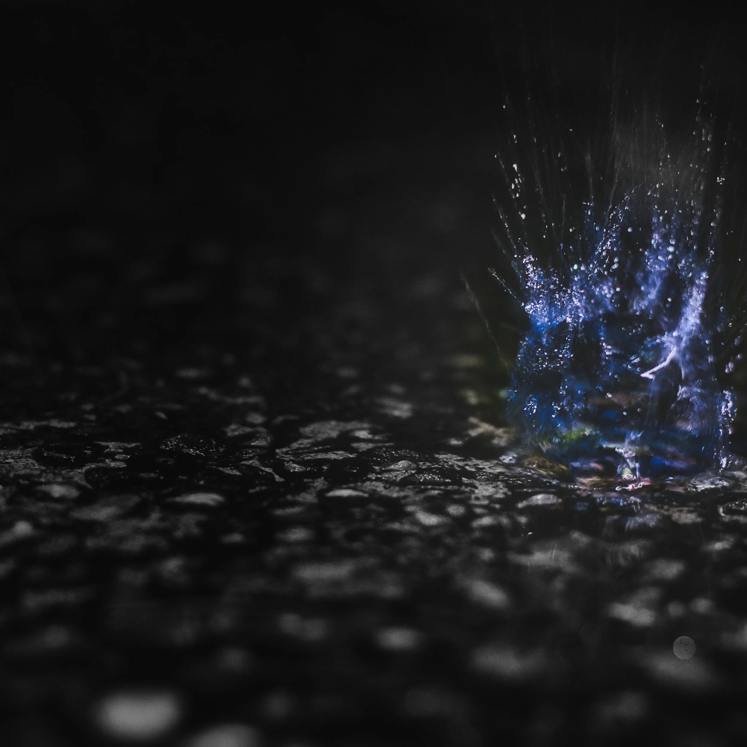 Ginger Snaps Photography