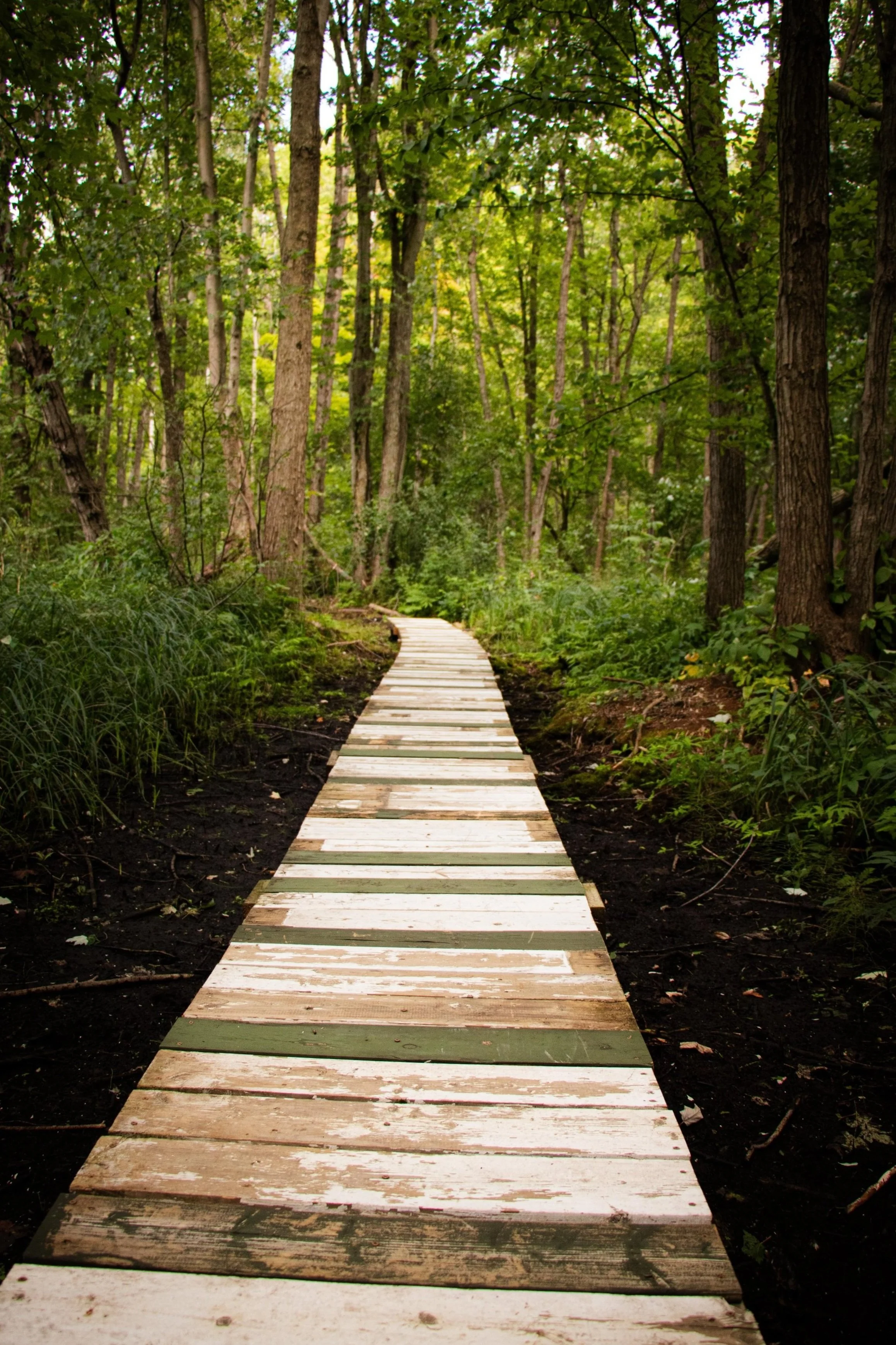 The Forest