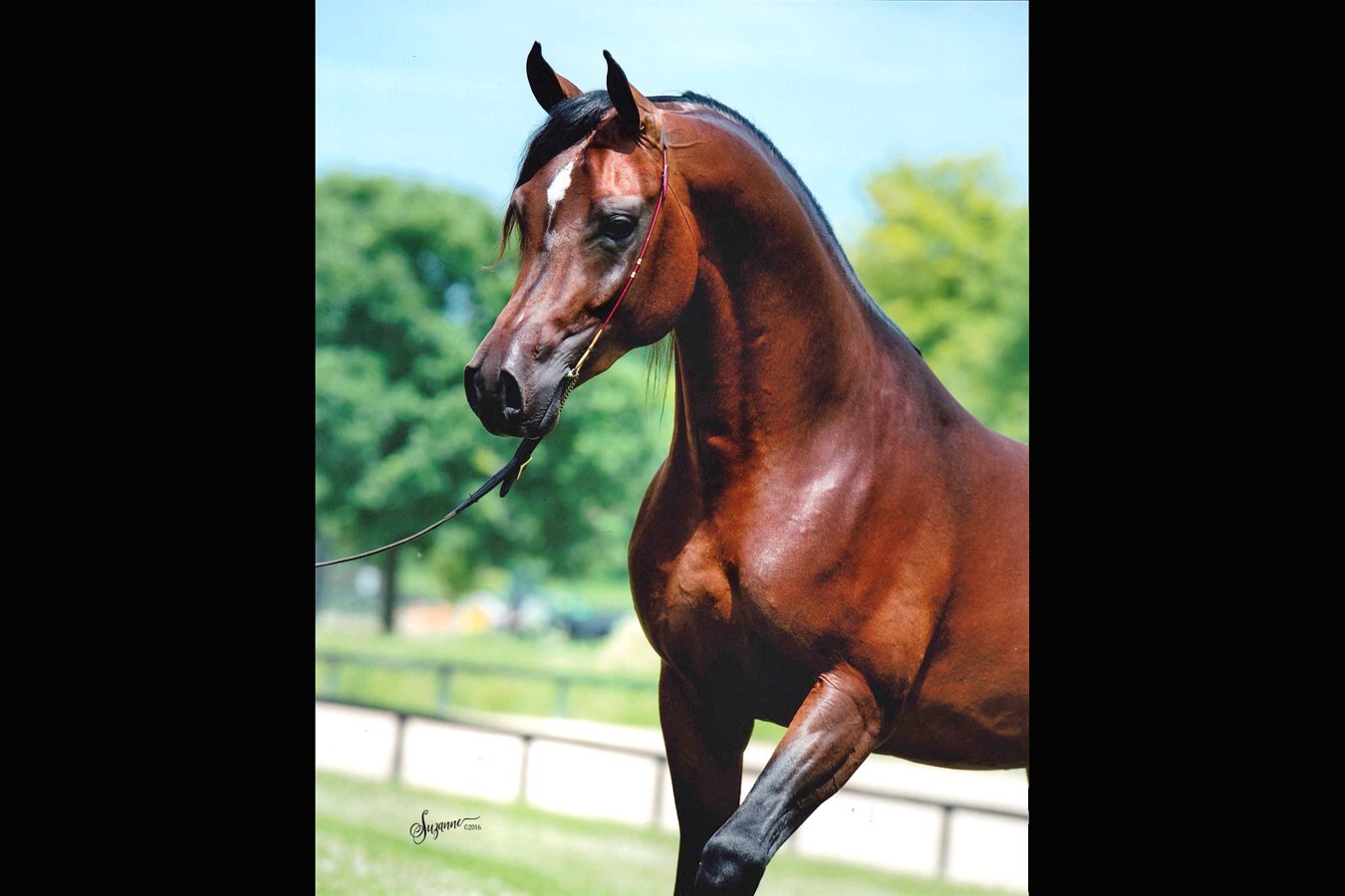 Stallions at Sunday Best Farm — Sunday Best Farm Arabians
