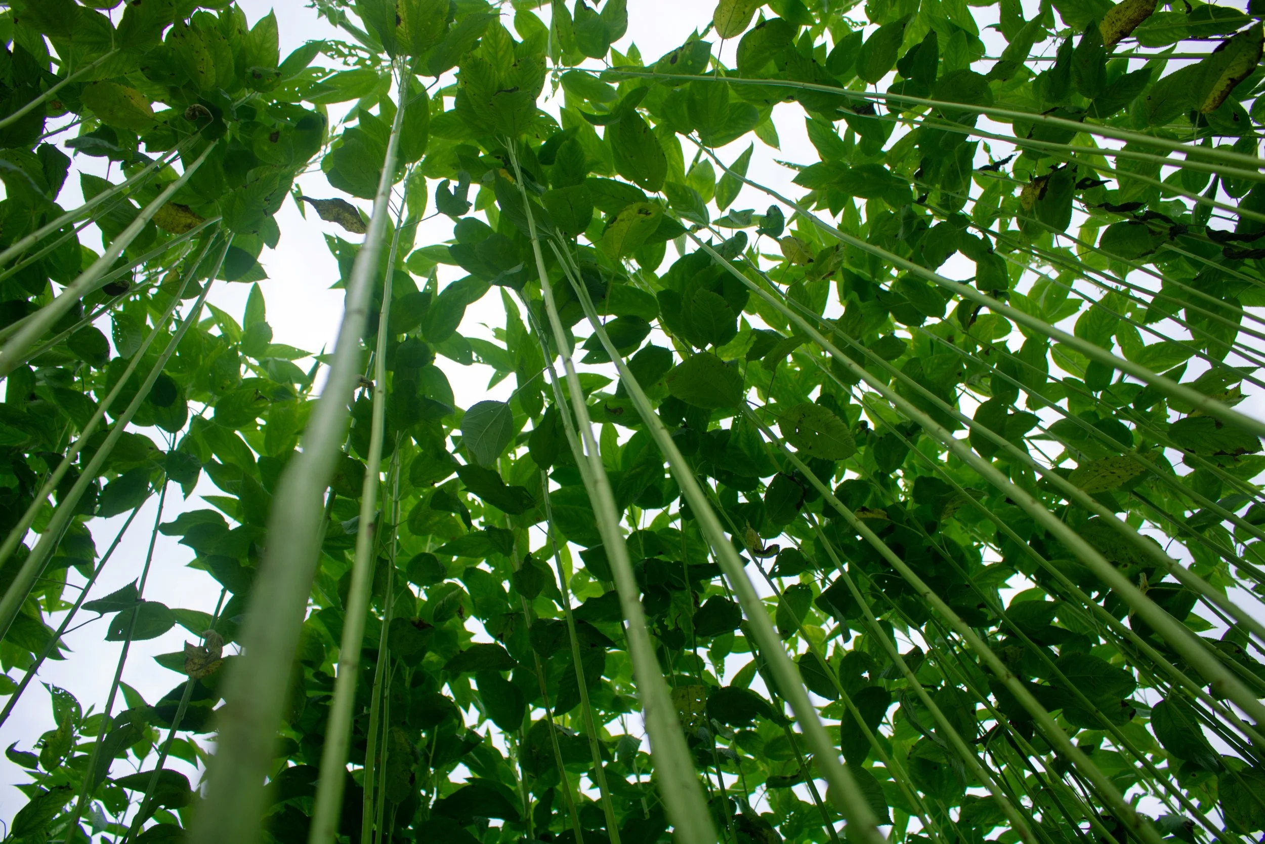 What Are Plant Fibers, And Where Do They Come From? — Mackenzie Kuck Art