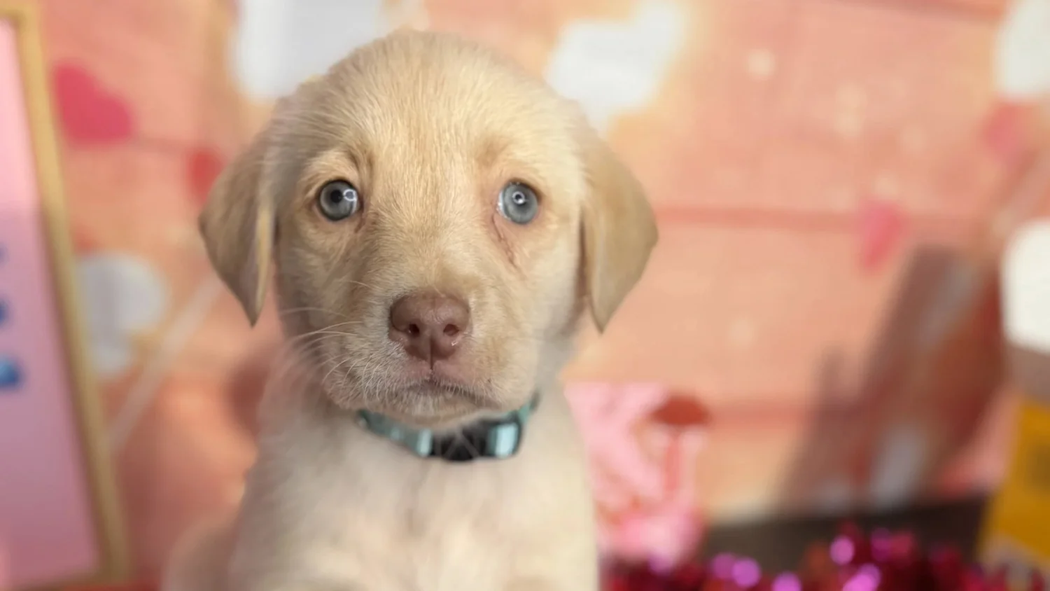 Furbaby Ranch | Find Your Furever Friend – Adopt Now