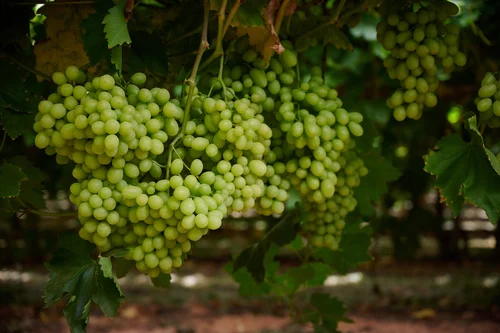 Palms Vineyards