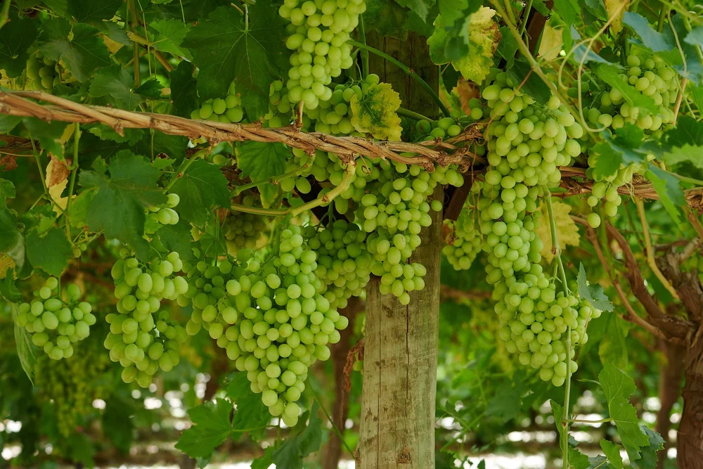 Palms Vineyards
