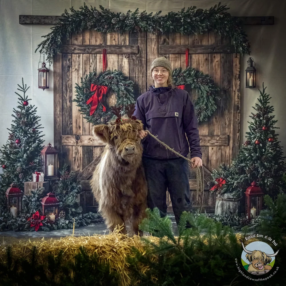 Christmas Highland Cow Experience — Highland Cows of the Peak Experiences