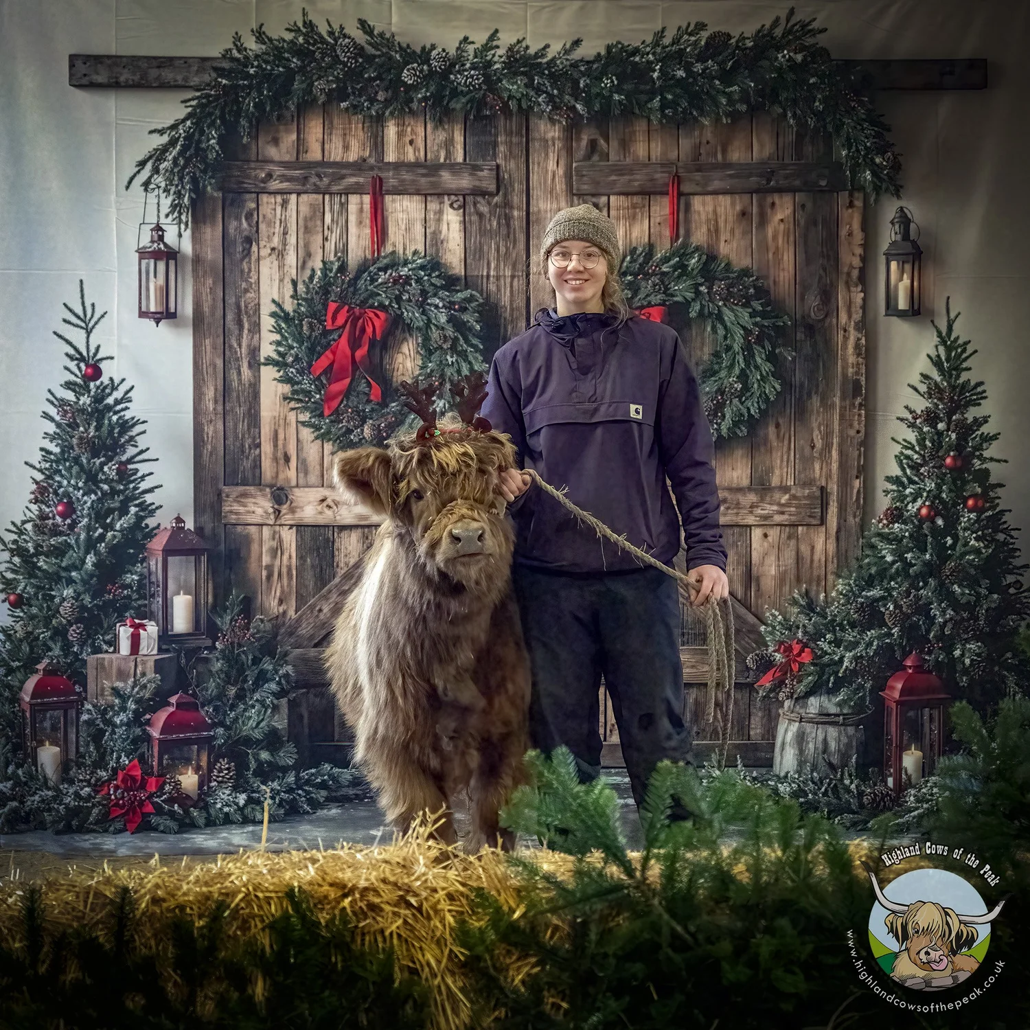 Christmas Highland Cow Experience - Festive Highland Cattle Photoshoot ...