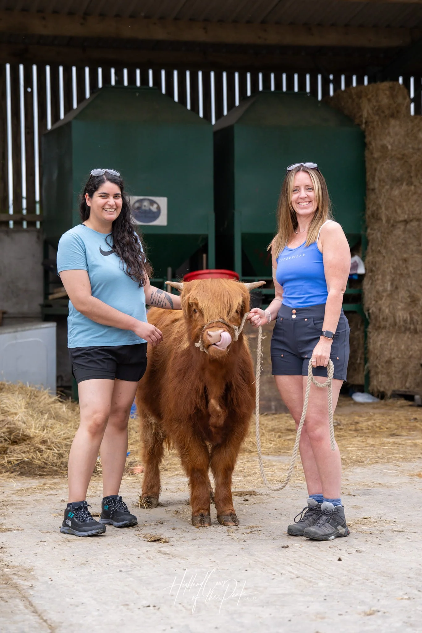 Highland Cow Experience, Meet the Coos Tour, Mini Moo grooming and ...