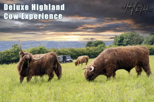 Deluxe Highland Cow VIP Experience in Sheffield, South Yorkshire on the ...