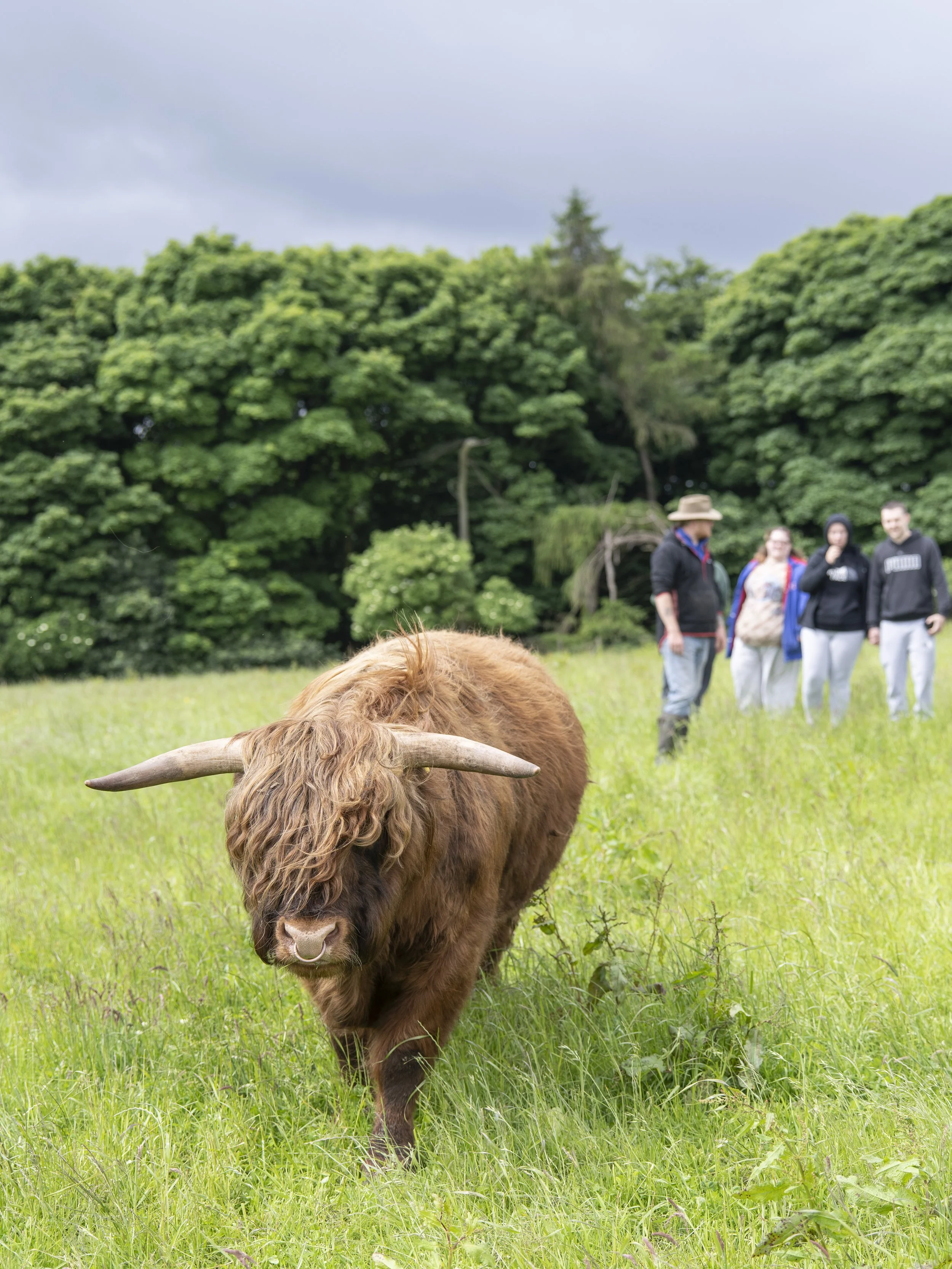 Highland Cow Experience, Meet the Coos Safari, Highland Calf Hands-On, Deluxe Private Tour, Cow ...