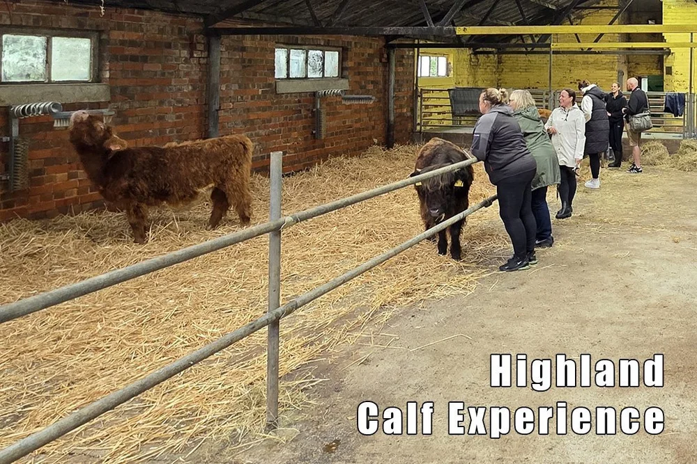 Buy Highland Cow Gifts book online for England's Best Highland Cow ...