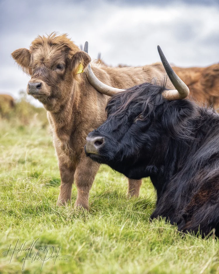 Adopt a Highland Cow - Sponsor Highland Cattle — Highland Cows of the ...