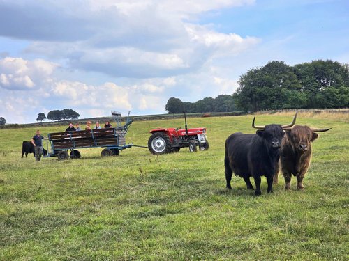 Highland Cow Experience - Peak Highland Cow Experiences, Meet the Coos ...
