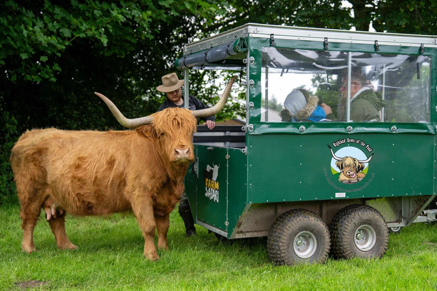 Highland Cattle Hands-On Experiences Book Online — Highland Cows of the ...