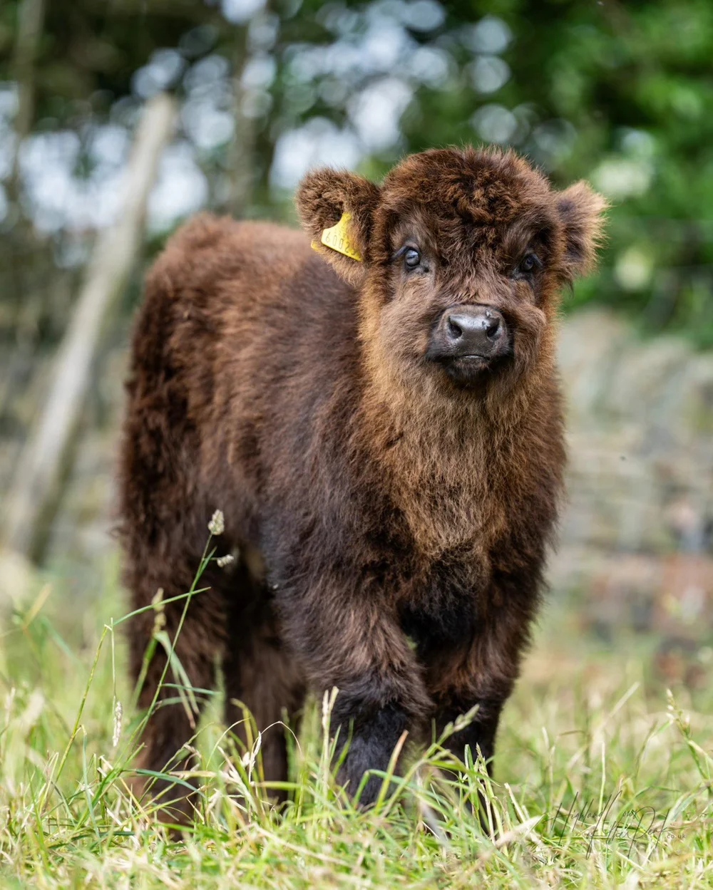 Adopt a Highland Cow - Sponsor Highland Cattle — Highland Cows of the ...