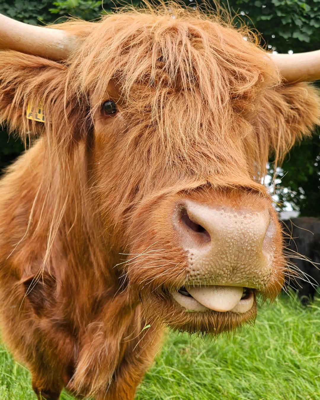 Adopt a Highland Cow - Sponsor Highland Cattle — Highland Cows of the ...