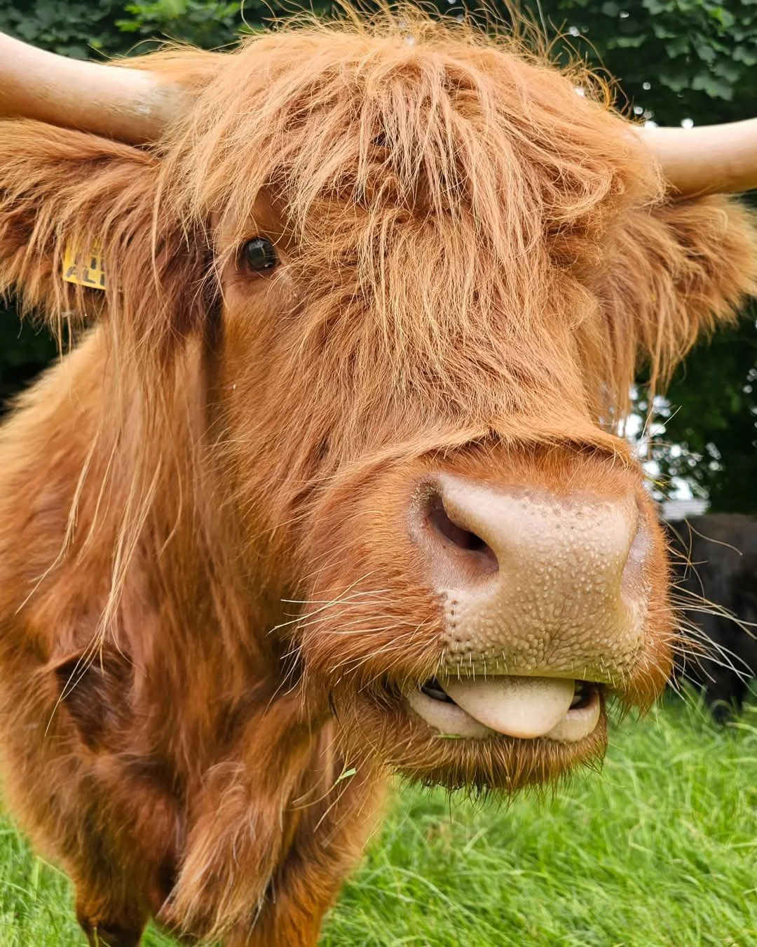 Adopt a Highland Cow - Sponsor Highland Cattle — Highland Cows of the ...
