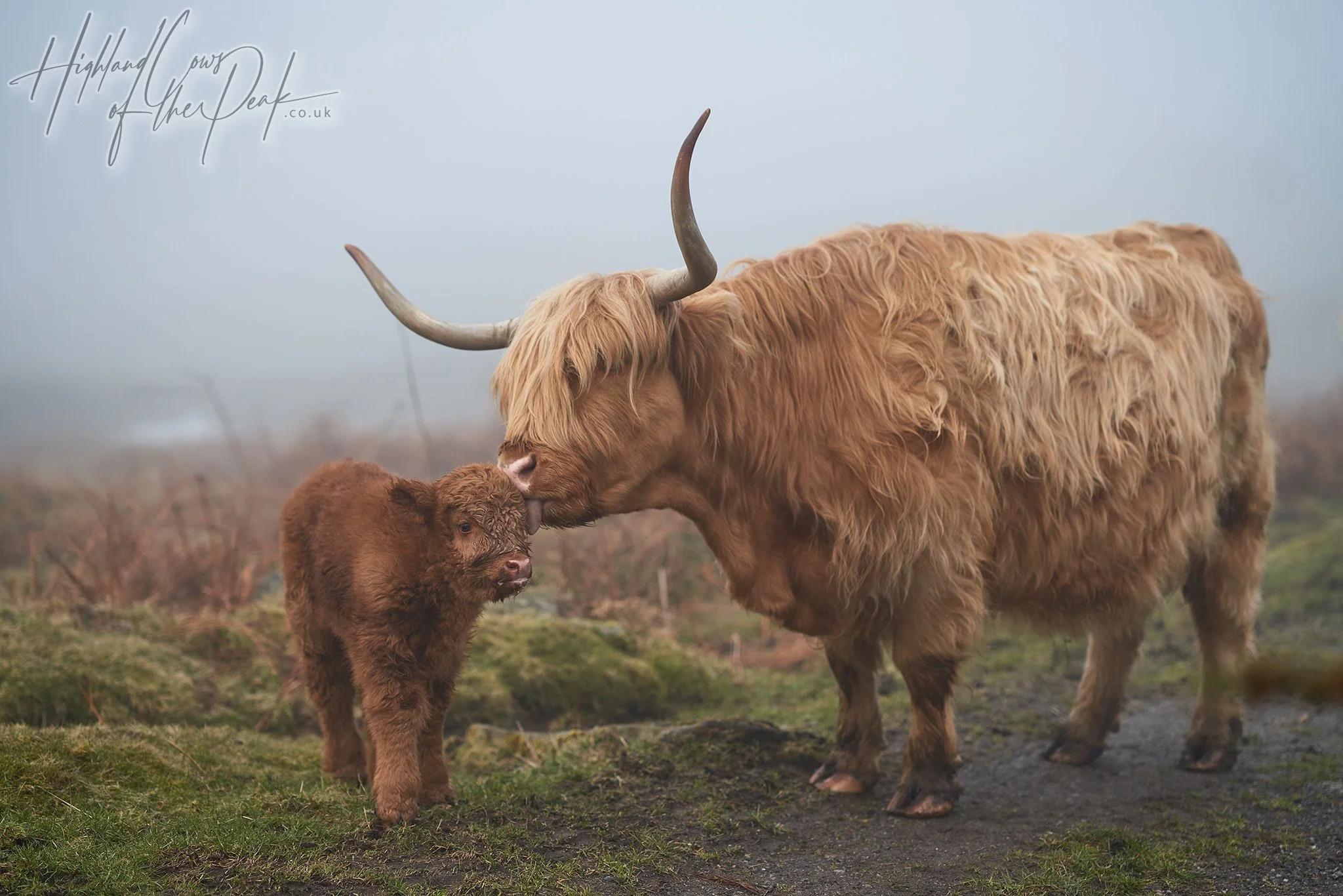 Peak Highland Cow Experience in Sheffield, South Yorkshire on the edge ...