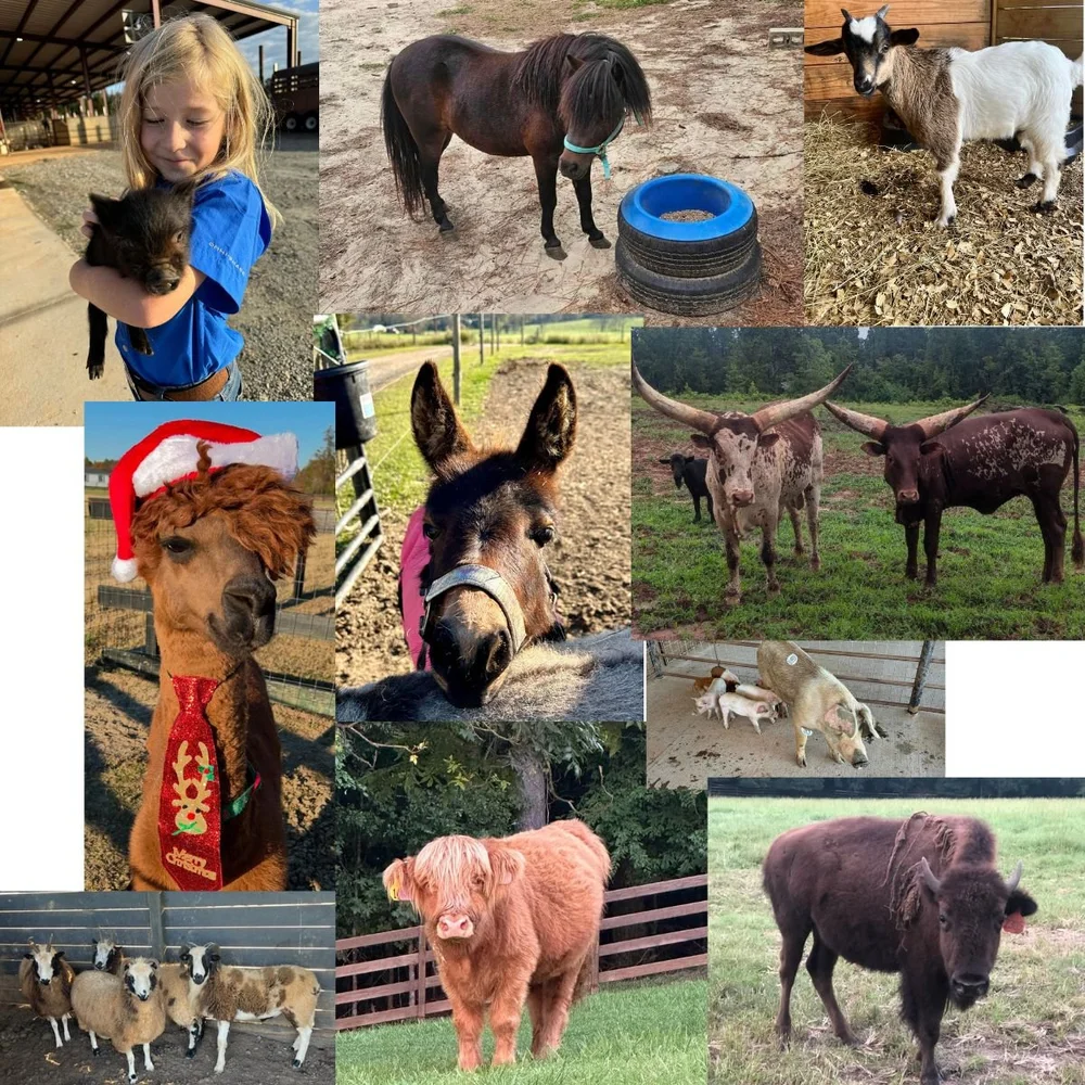 Saluda Livestock Exchange