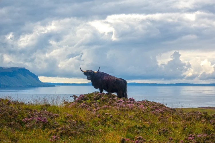 The Inner Hebrides Guide: Islands, Highlights and Travel Tips ...
