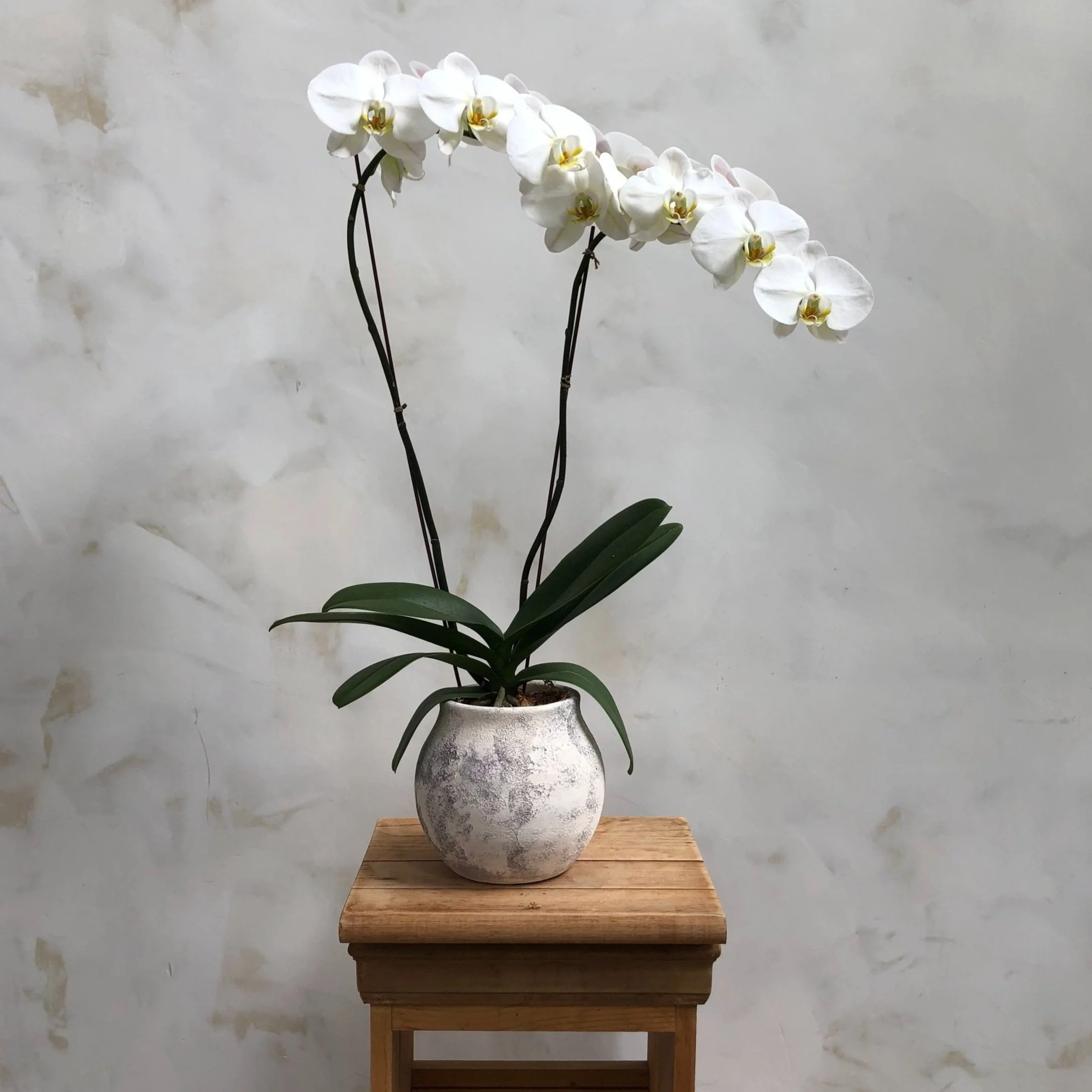 Remi Flower & Coffee /NYC Flower Shop & Coffee / FIDI Florist & Cafe