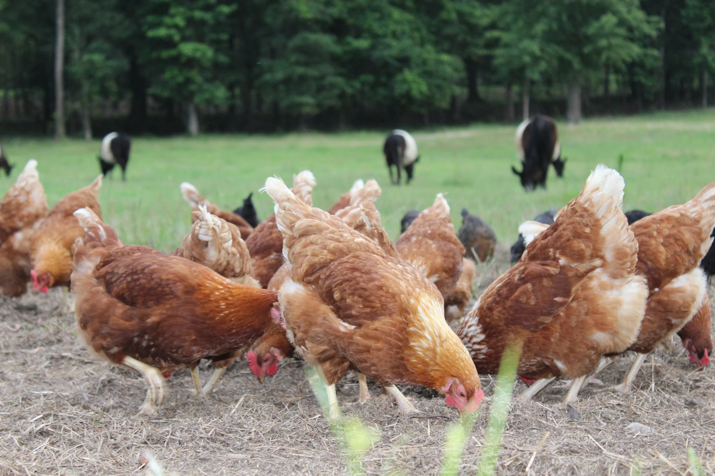 Mitchell's Pasture Poultry | Pasture-Raised Poultry | Free-Range Eggs ...