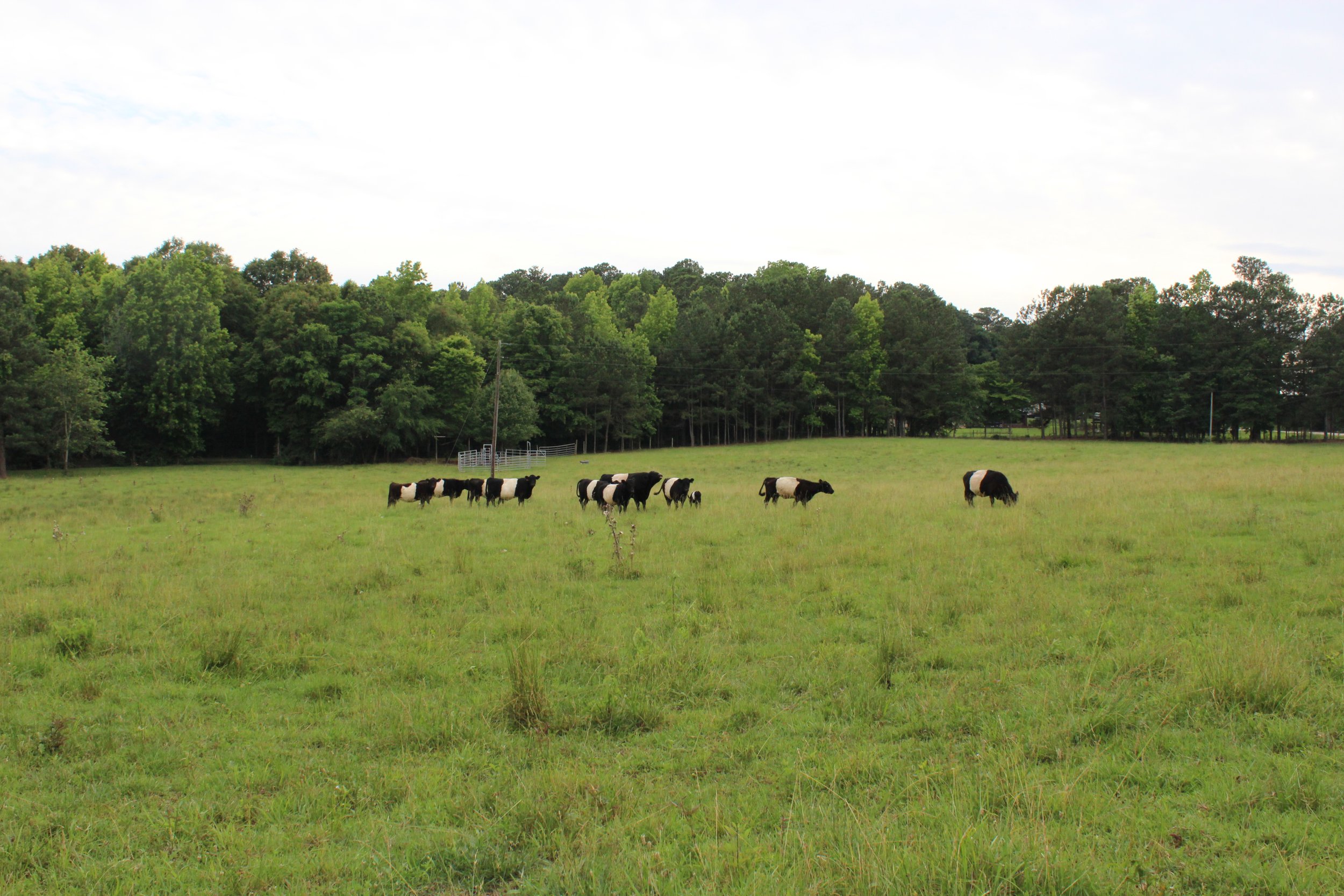Products | Pasture-Raised Poultry | Free-Range Eggs | Belted Galloway ...