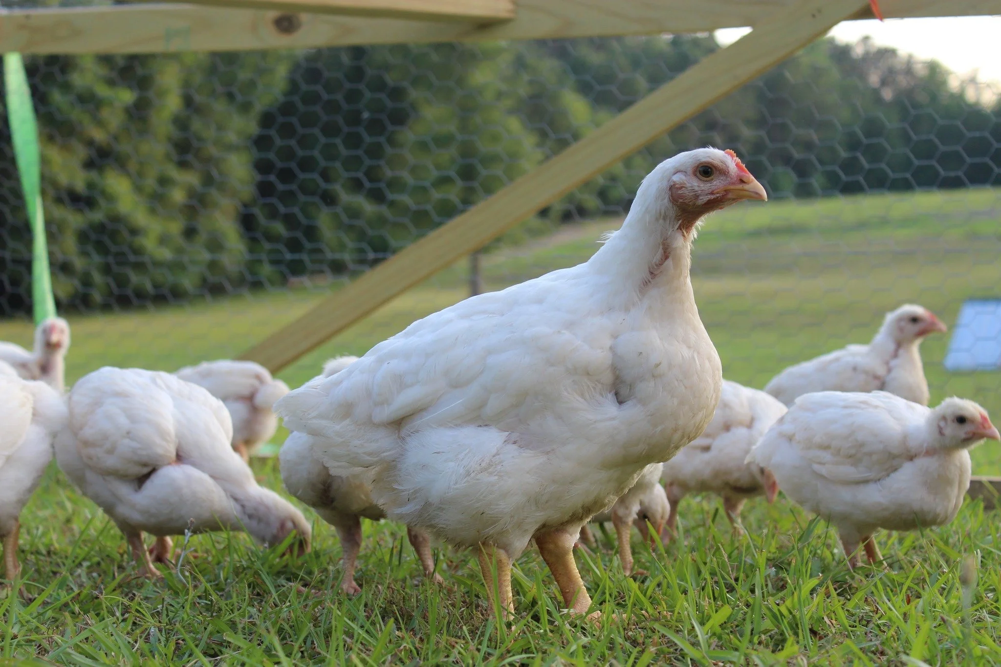 Mitchell's Pasture Poultry | Pasture-Raised Poultry | Free-Range Eggs ...