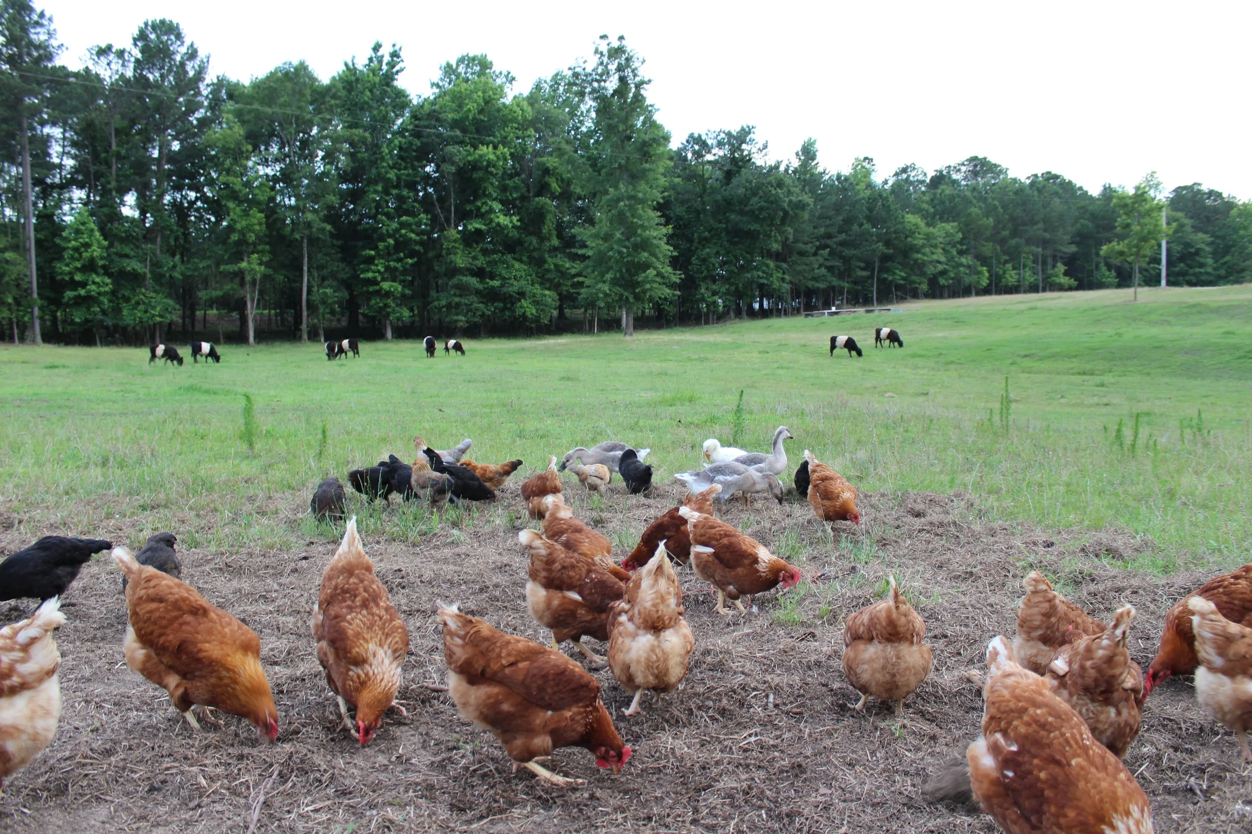 Mitchell's Pasture Poultry | Pasture-Raised Poultry | Free-Range Eggs ...