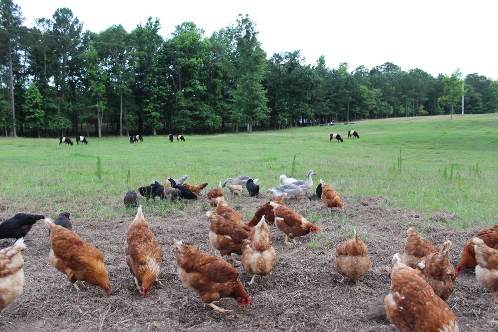 Mitchell's Pasture Poultry | Pasture-Raised Poultry | Free-Range Eggs | Belted Galloway Beef ...