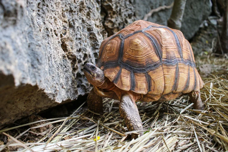 Ploughshare Tortoise | Protect Endangered Tortoises Today — IOTA
