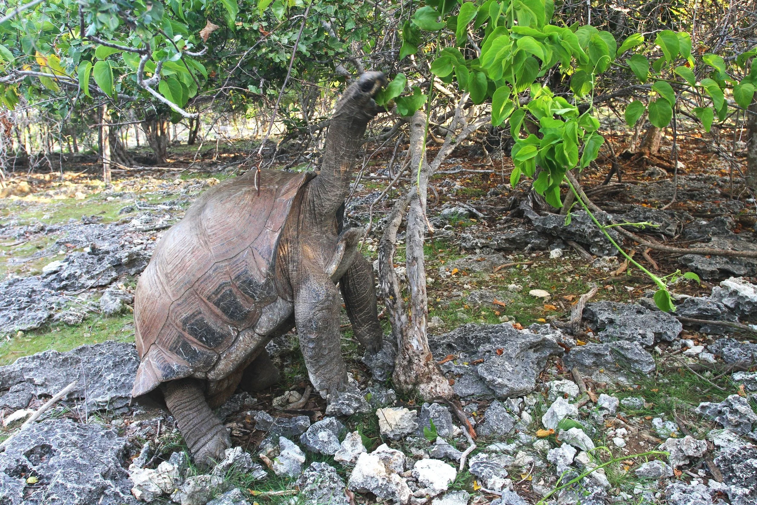Aldabra Tortoise Discover Support Tortoise Conservation IOTA Aldabra Tortoise Discover Support Tortoise Conservation IOTA
