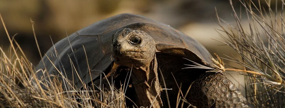 Aldabra Tortoise | Discover & Support Tortoise Conservation — IOTA