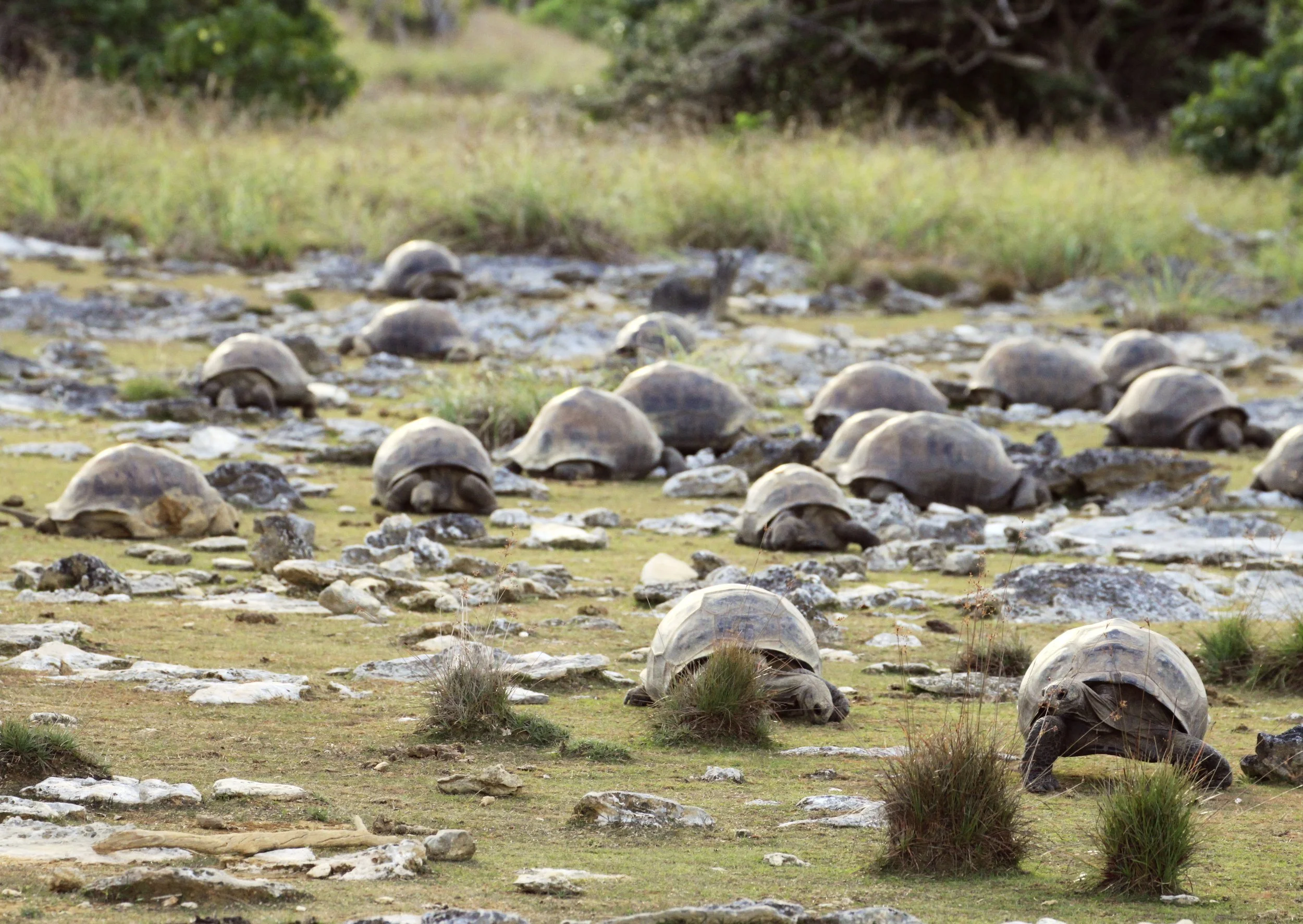 Aldabra Tortoise | Discover & Support Tortoise Conservation — IOTA