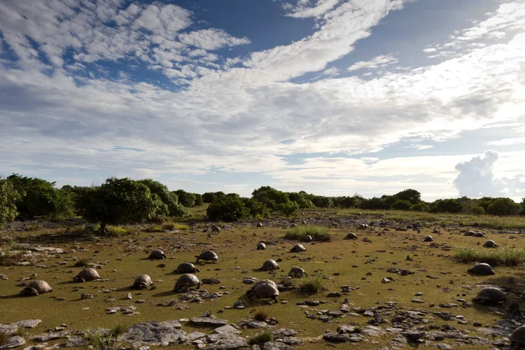 Aldabra Tortoise | Discover & Support Tortoise Conservation — IOTA