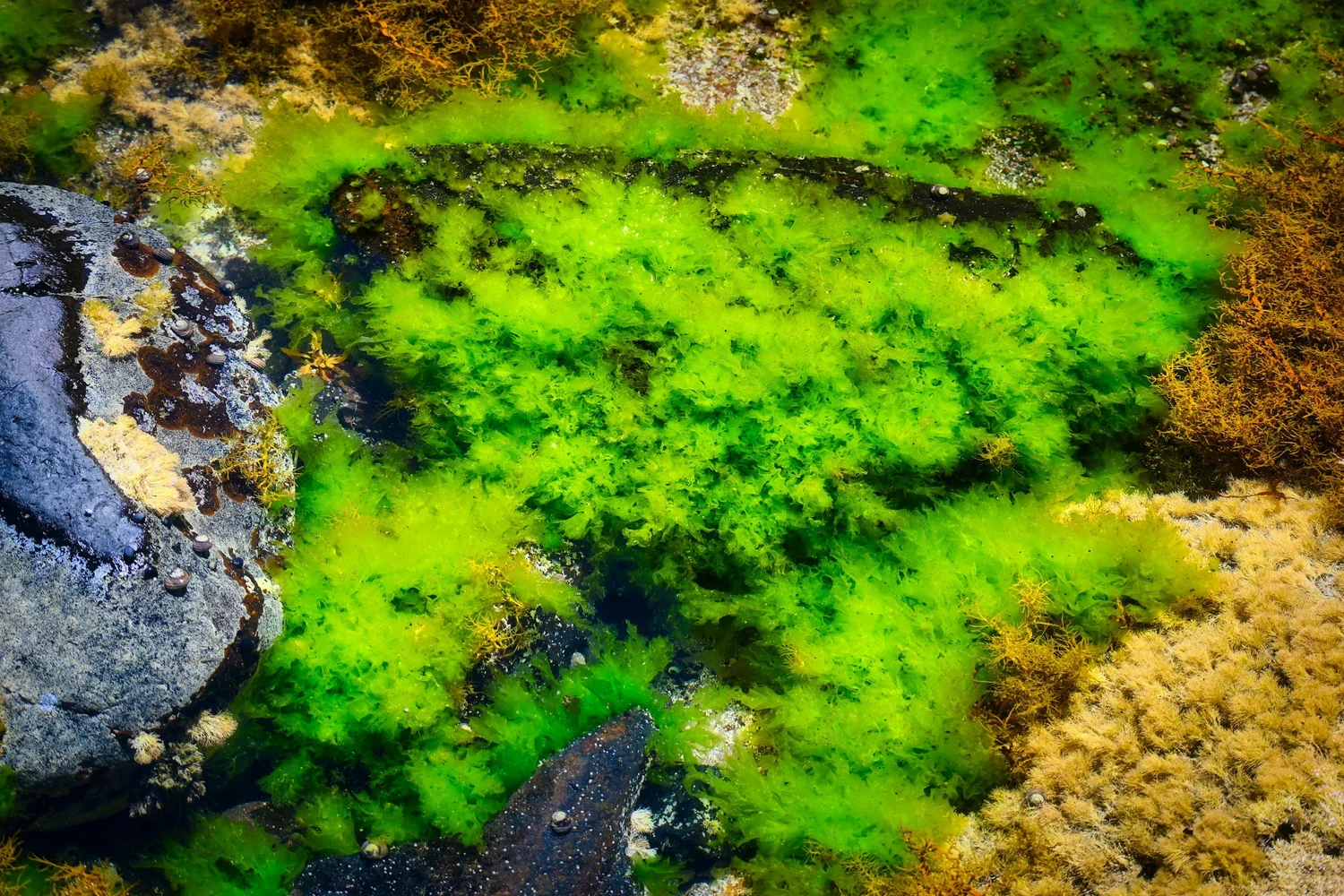 Jellyfish and Algae Could Power the Future of Solar Energy and Medical ...