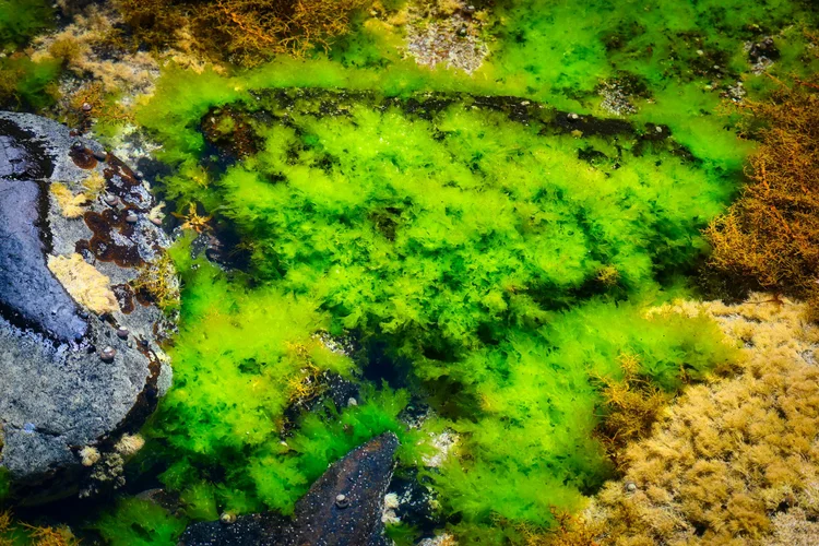 Jellyfish and Algae Could Power the Future of Solar Energy and Medical ...