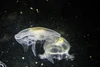 Jellyfish and Algae Could Power the Future of Solar Energy and Medical ...