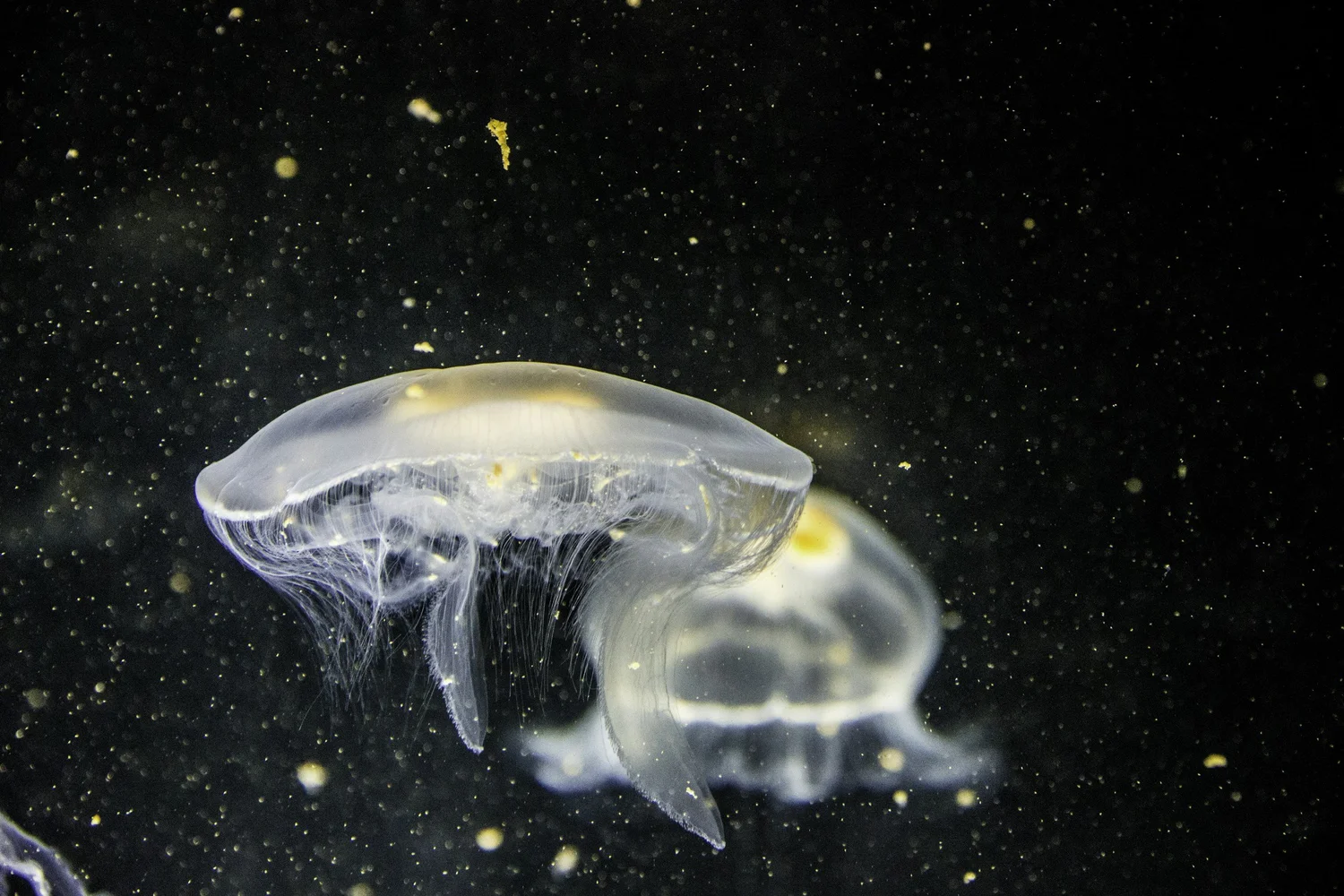 Jellyfish and Algae Could Power the Future of Solar Energy and Medical ...