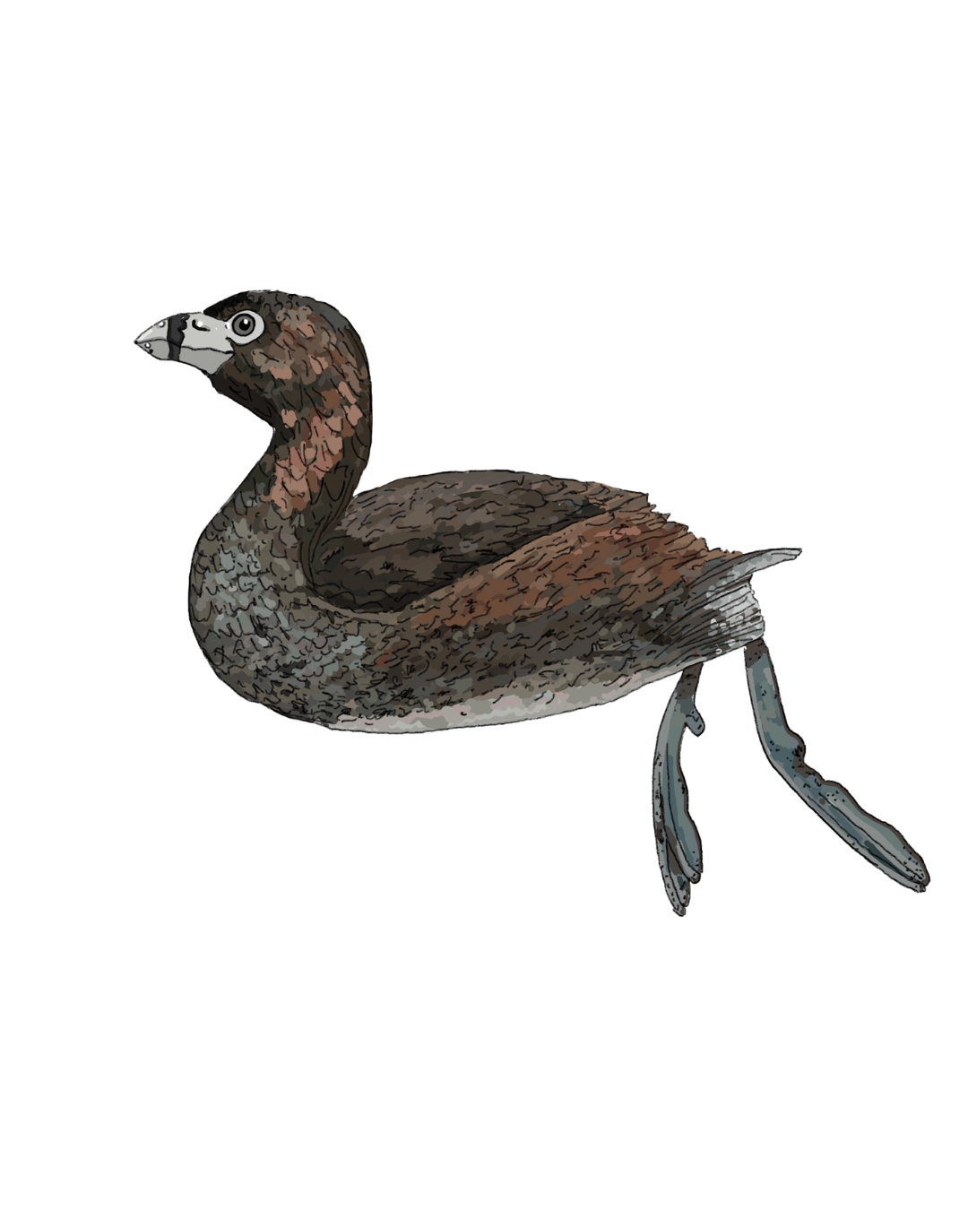 The Atitlán Grebe — EarthSonic