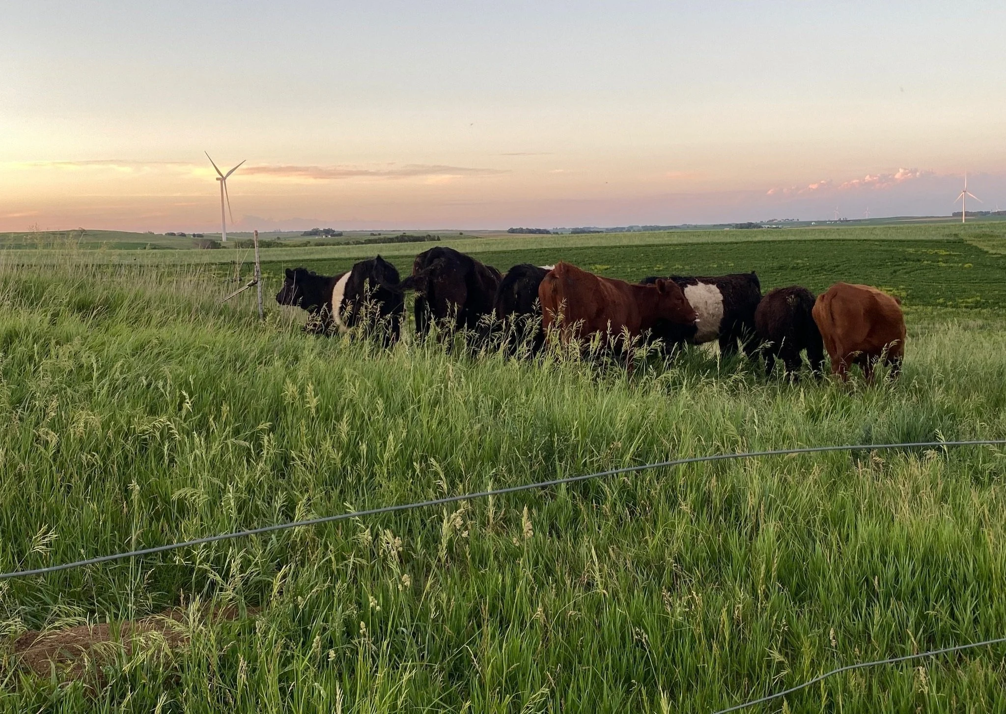 Thankful Harvest | 100% Grass-Fed Beef & Lamb | Free Range Poultry ...
