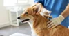 What You Need To Know About Arizona’s Rabies Vaccination Law