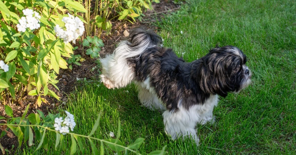 What Are the Symptoms of Bladder Stones in Dogs?