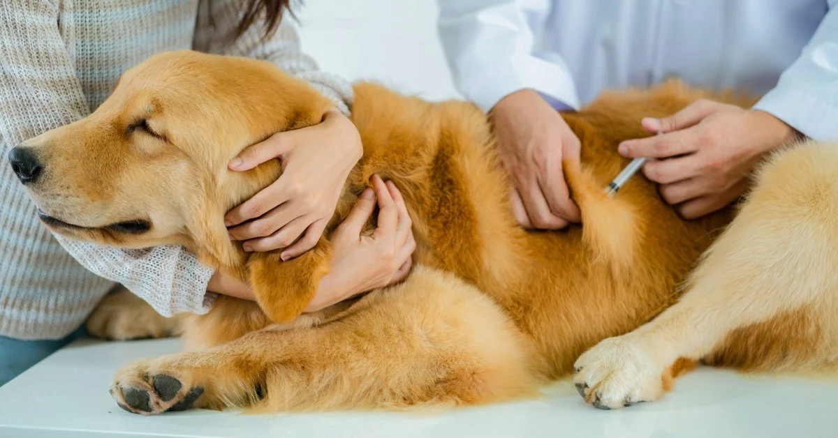 What You Need To Know About Arizona’s Rabies Vaccination Law