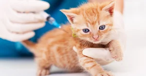 What You Need To Know About Arizona’s Rabies Vaccination Law