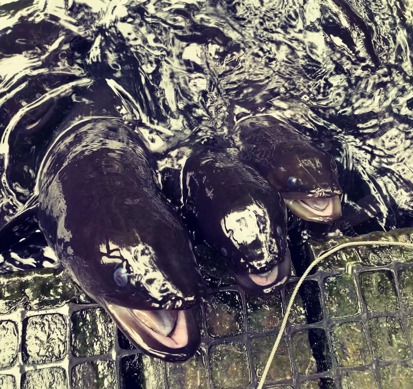 General 2 — Styx Living Laboratory Trust