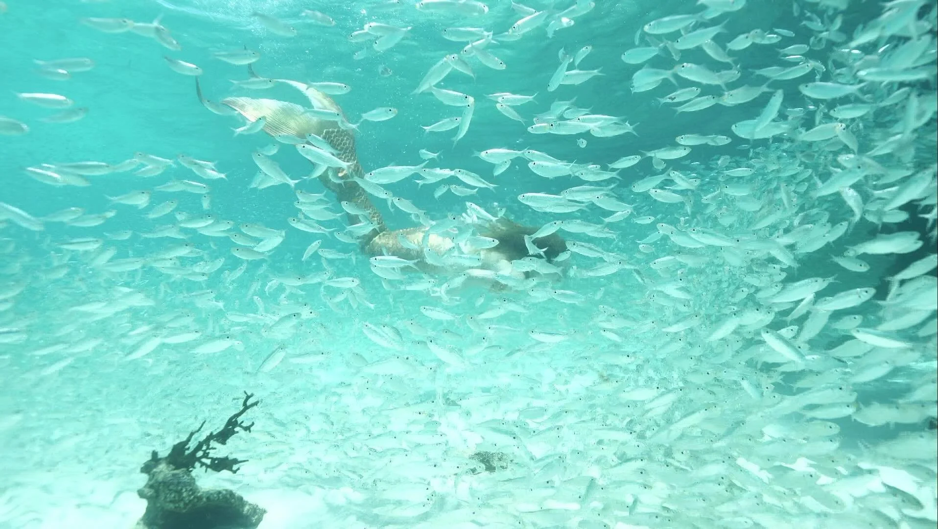 MerrowFins